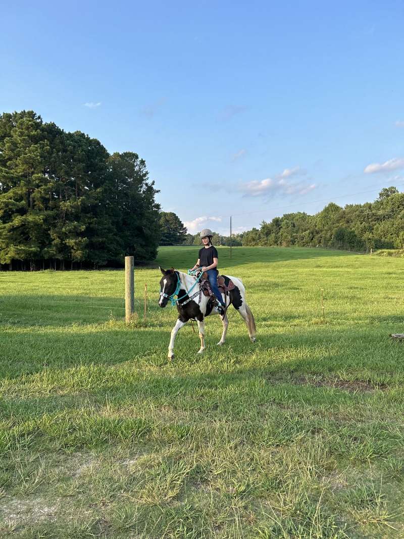 Horse for Sale: Black & White Paint Mare