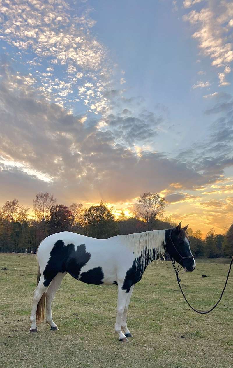 Horse for Sale: Black & White Paint Mare
