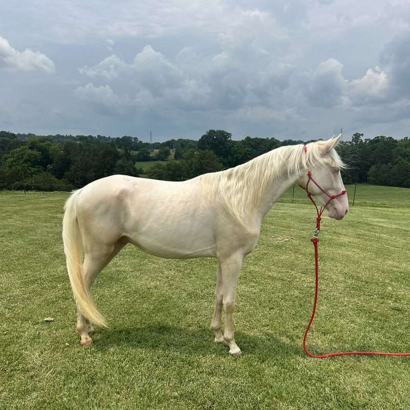 Gaited Cremello 2yr Stud Colt Twhxwelsh Cob