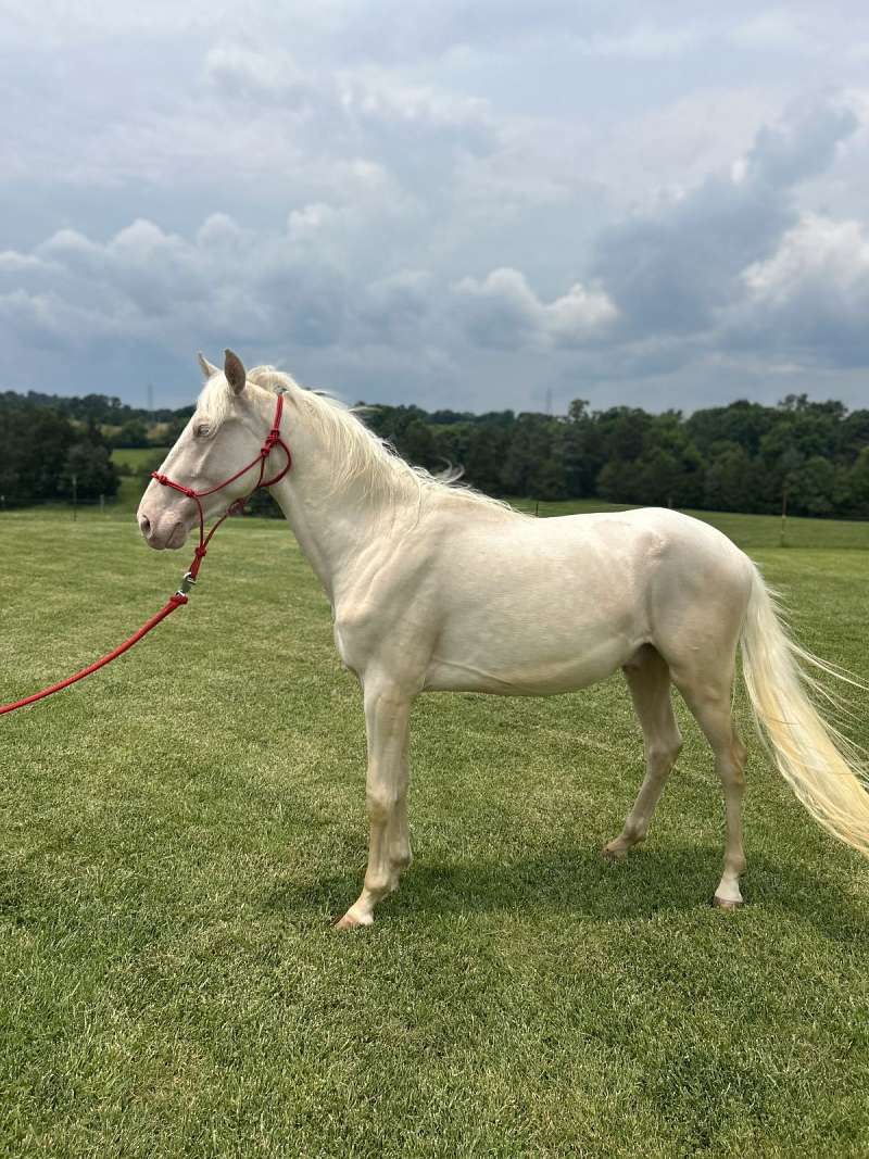 Gaited Cremello 2yr Stud Colt Twhxwelsh Cob
