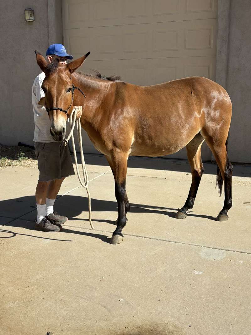 Awesome Trail Mule Sold