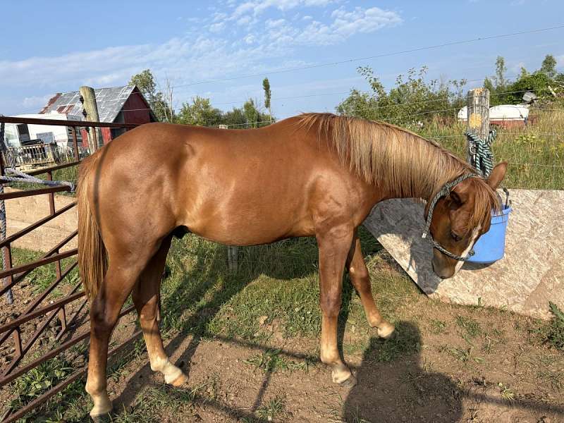 1.5 Yr Old Colt Red Dun With Blonde Mane & Tail Mature Well Over 16 Hands