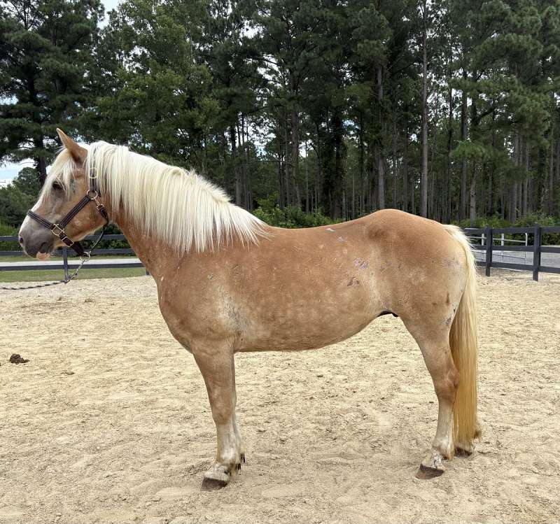 Bombproof Haflinger Mare