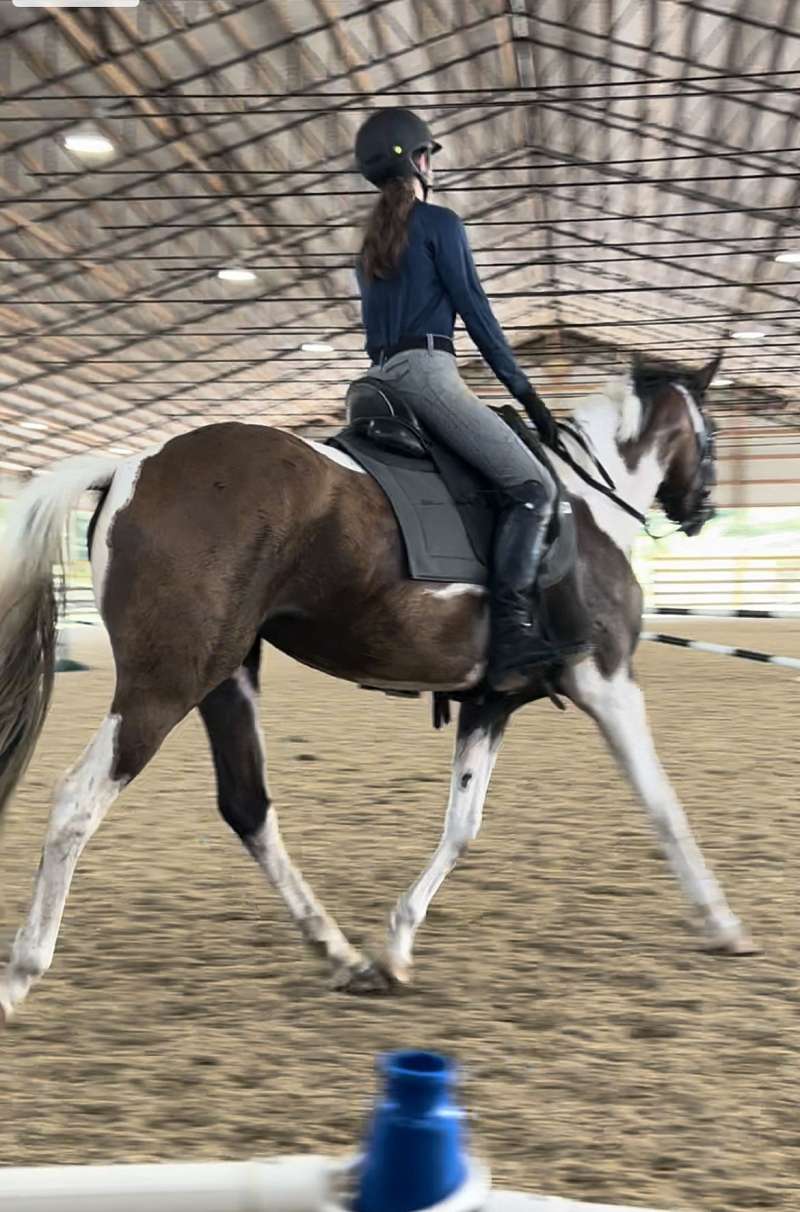 Beautiful Oldenburg Pinto Filly