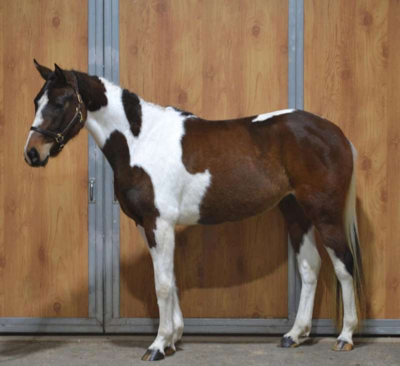 Beautiful Oldenburg Pinto Filly