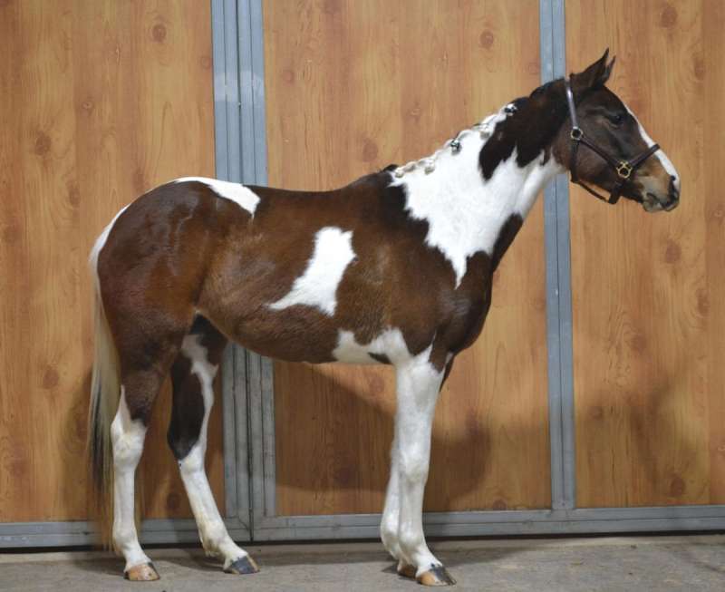 Beautiful Oldenburg Pinto Filly