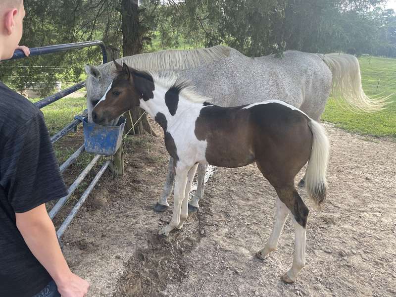 Beautiful Oldenburg Pinto Filly