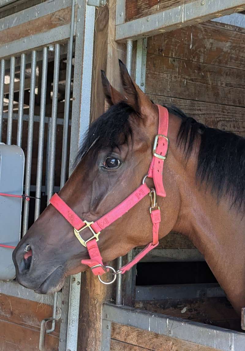 Dreamy Kitten - OTTB, Rrp Eligible