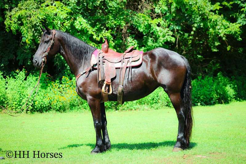 Super Gentle Black Friesian Percheron Crossbred Mare, Ride & Drive