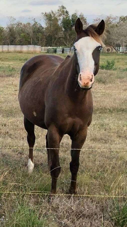 APHA Mare
