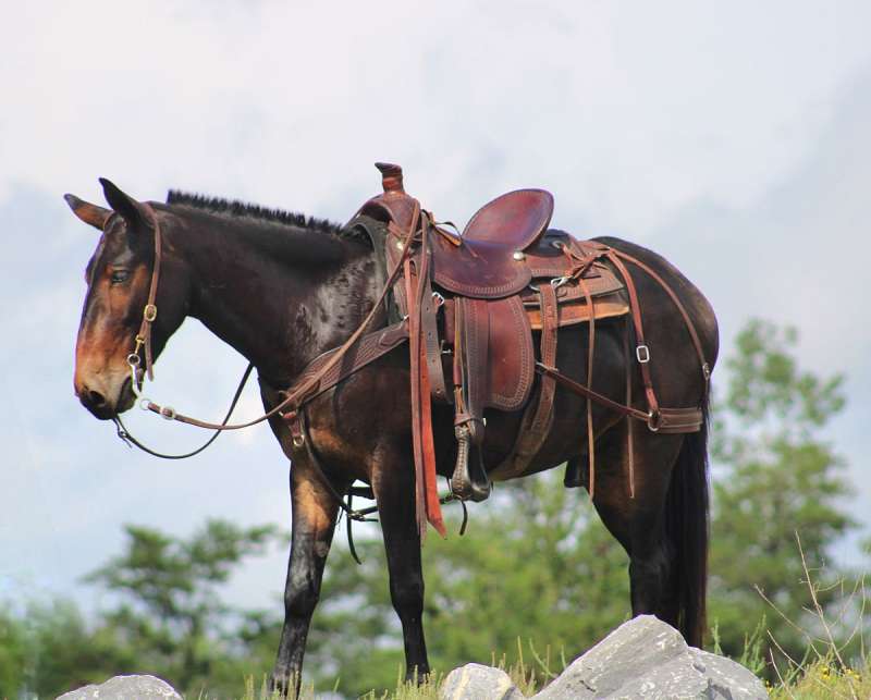 Cool, Quiet, and Gentle 4 Yr Old Bay Mule Gelding!
