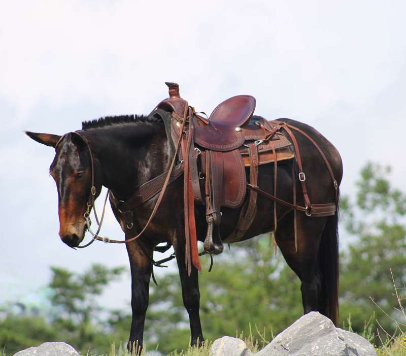 Cool, Quiet, and Gentle 4 Yr Old Bay Mule Gelding!