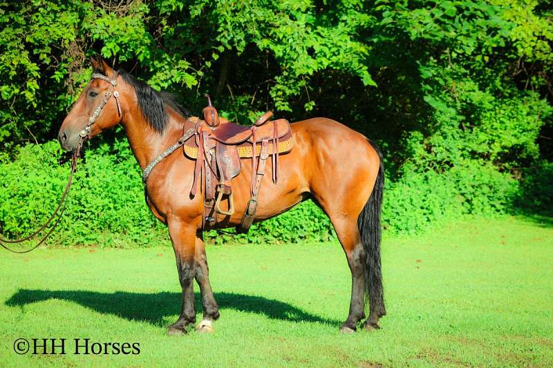 Big Stout Bay Percheron Quarter Horse Crossbred Mare, Rides and Drives