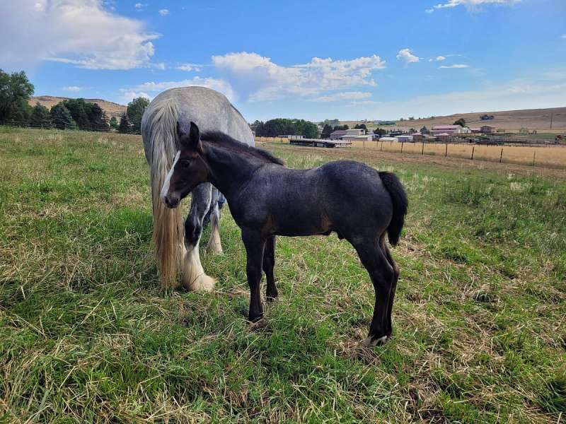 Irish /SHIRE Sporthorse Gray Colt