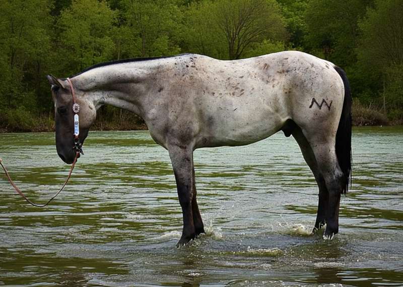 Drop Dead Gorgeous and Talented 3 Yr Old Grullo Roan AQHA Gelding!