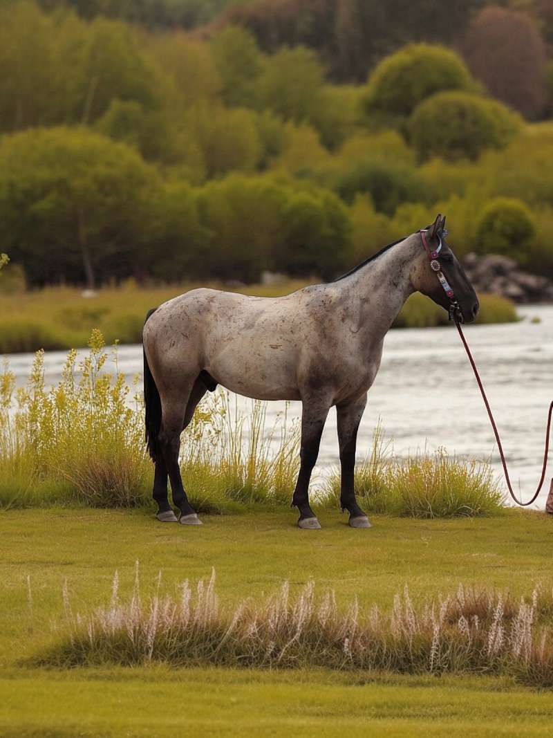 Drop Dead Gorgeous and Talented 3 Yr Old Grullo Roan AQHA Gelding!