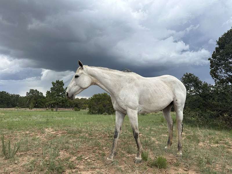 OTTB Grey Mare