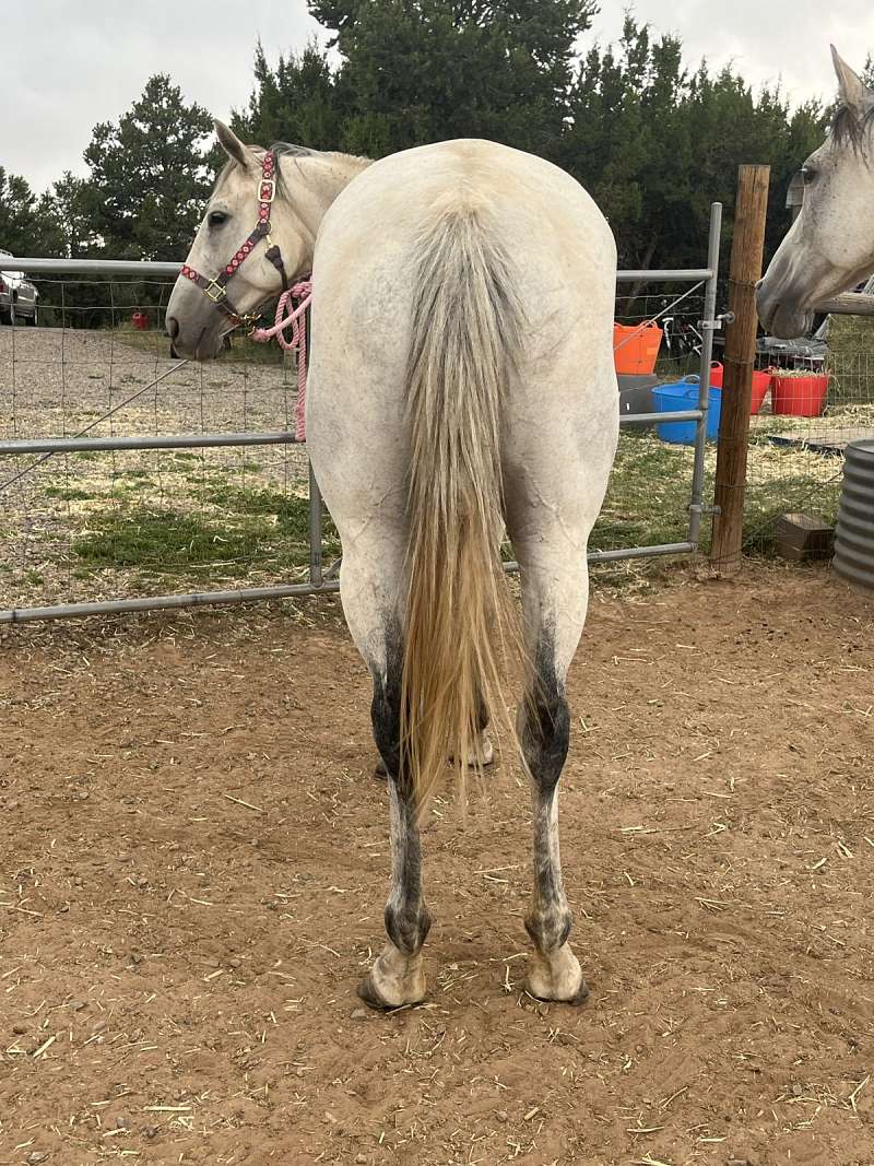OTTB Grey Mare