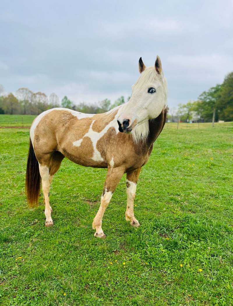 Beautiful Buckskin Paint
