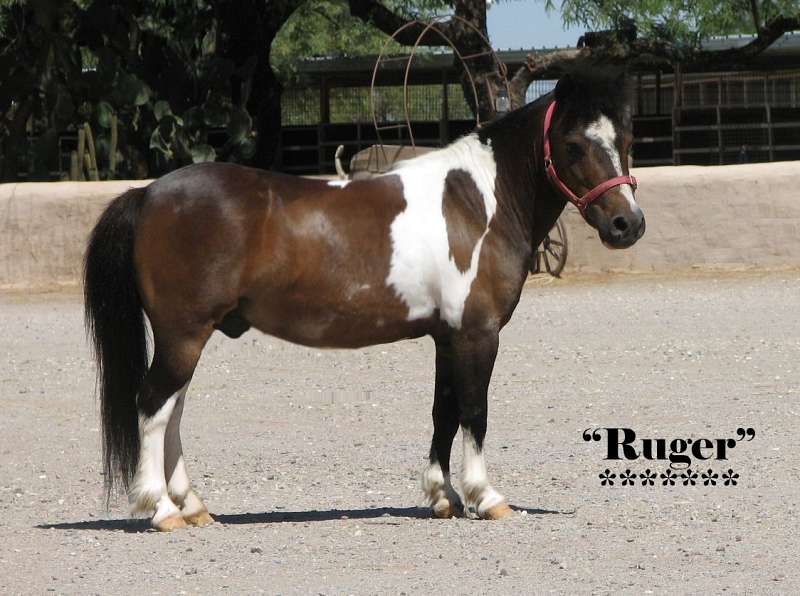 Ruger 7yr Old Super Stout & Hansome Mini Gelding