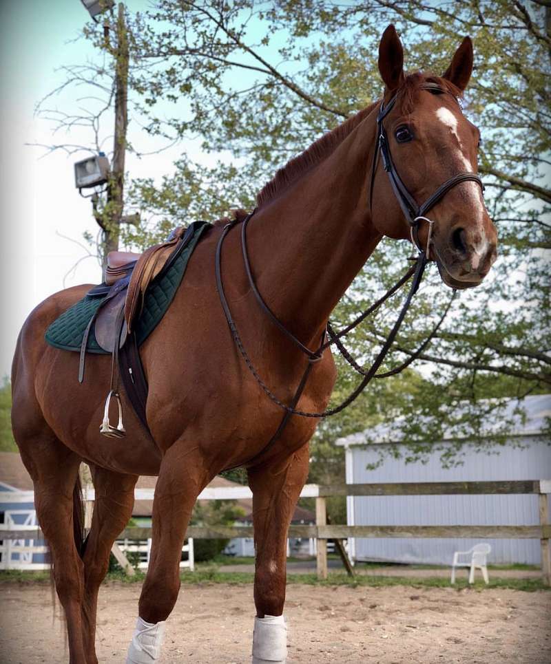 Beginner Friendly Gelding for Onsite Lease