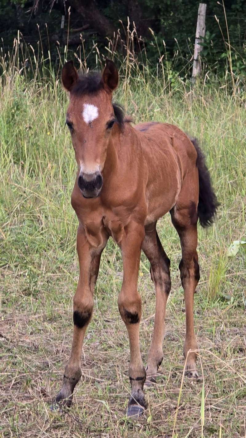 Bright Bay Andalusian / Foundation Morgan Filly Registered Through IALHA