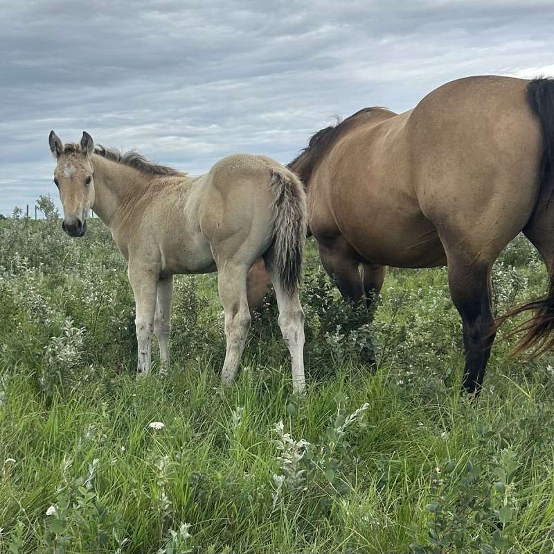 2025 AQHA Dun Ranch or Roping Prospect Colt