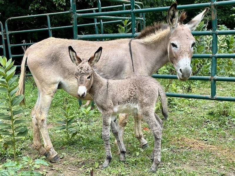 Sweet Jenny Donkey With a Baby Jenny by Side