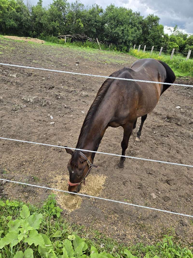 2year Old Appendix Mare