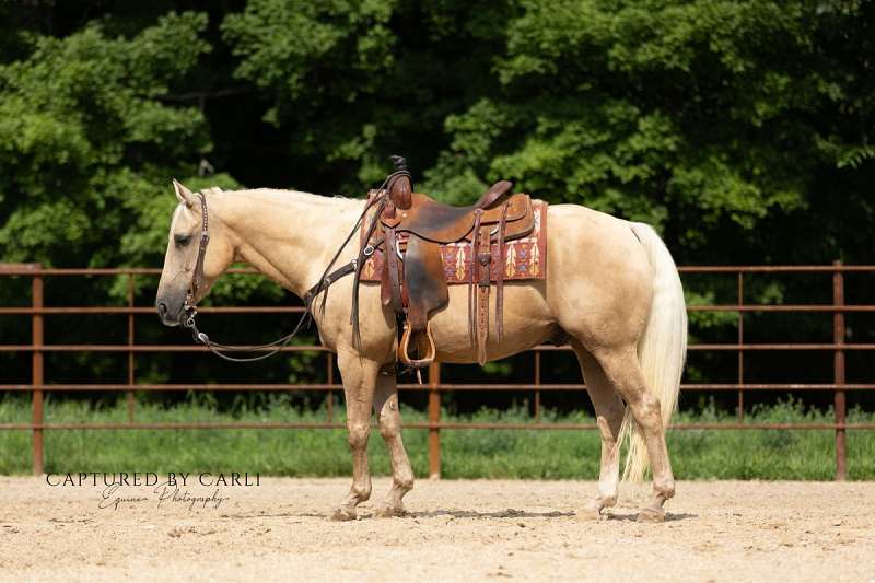 Gilly - Super Handsome Ranch & Roping Horse 11 yo Palomino AQHA Gelding!
