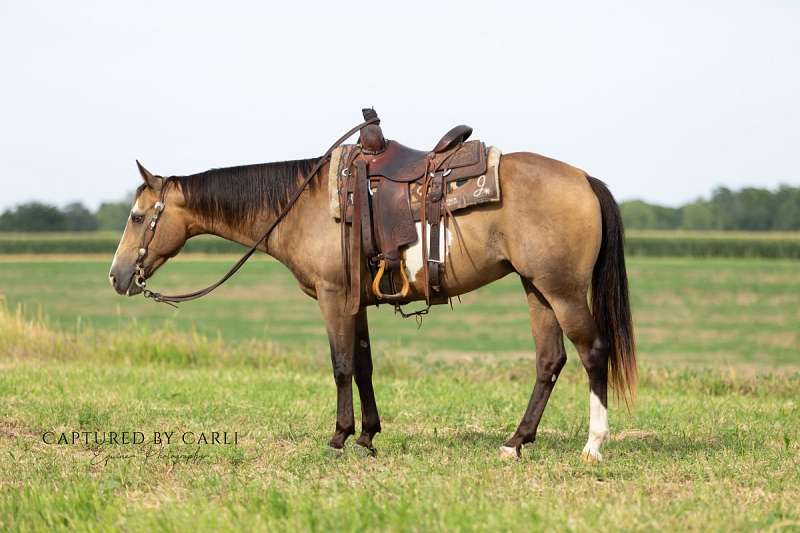 Puzzle - Super Gentle & Family-Friendly 7 yo Paint Quarter Horse Gelding!