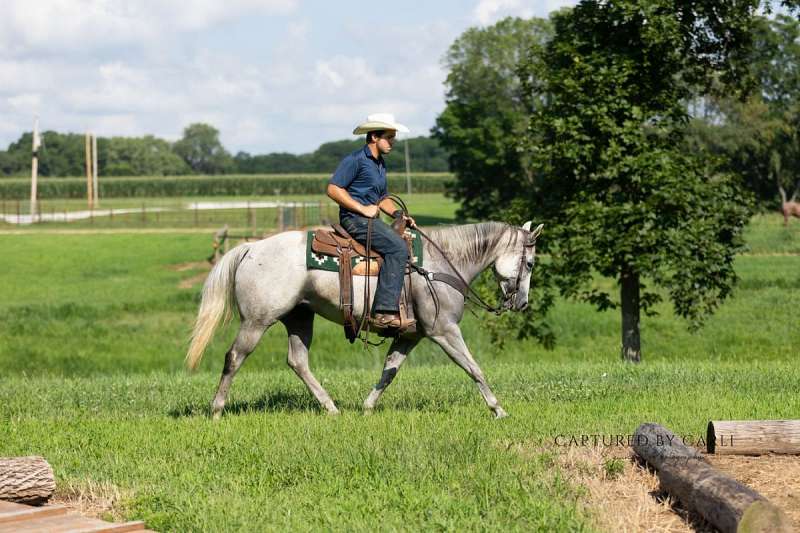 Vegas - Versatile, Seasoned, & Classy 8 Yr Old Gray AQHA Mare!