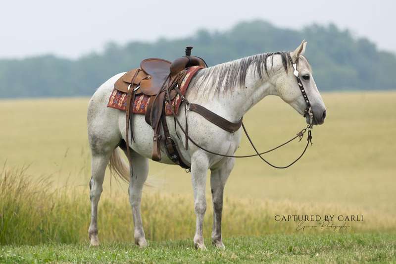 Vegas - Versatile, Seasoned, & Classy 8 Yr Old Gray AQHA Mare!