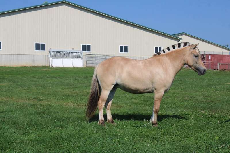 Bombproof Fjord Mare