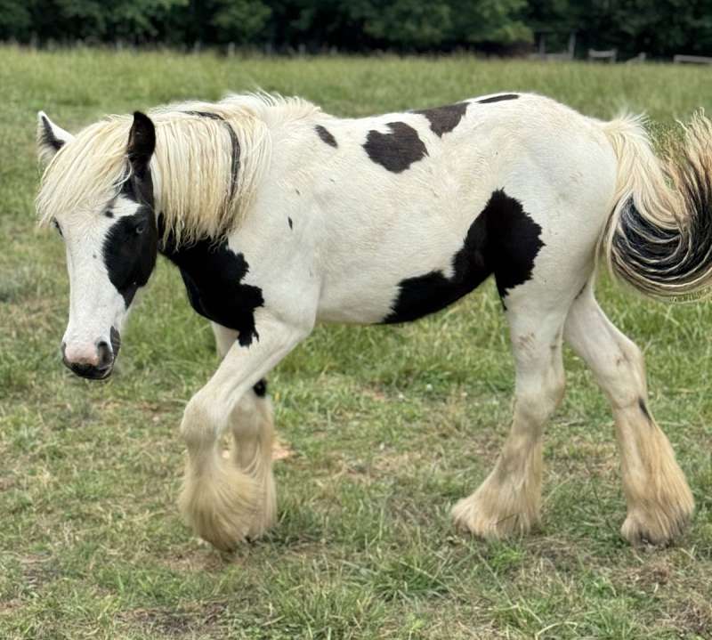 Gorgeous Piebald Gypsy Yearling Filly