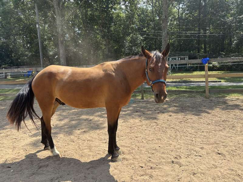 16h 5-Year-Old Draft Cross Gelding