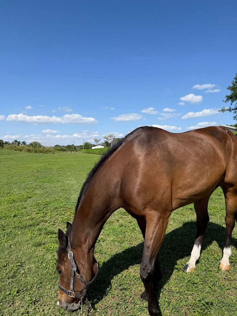 Seasoned Bay Quarter Horse Trail Mare - Honest Dependable, and Versatile