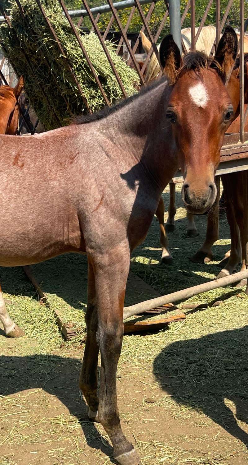 Bay Roan Metallic Cat & Cougarand. Cutting Prospect