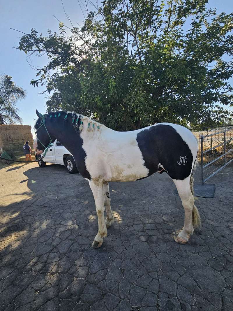 2021 Barock Pinto Under Saddle Trail Riding