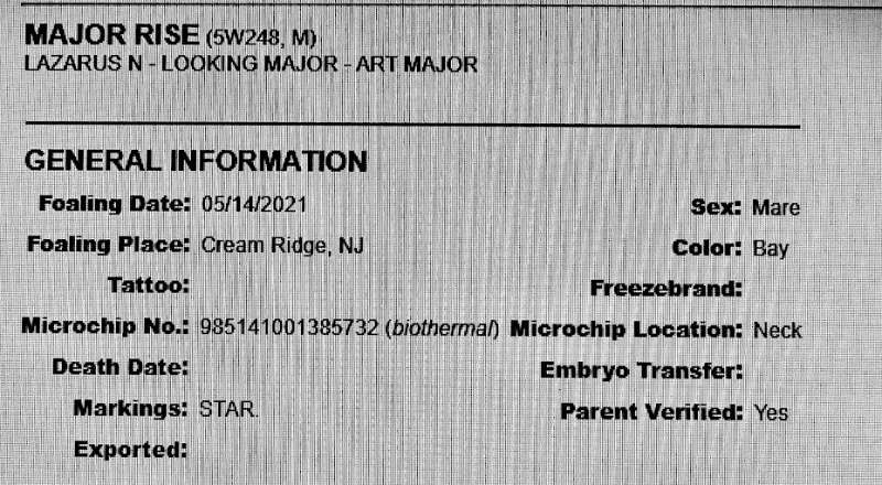 Major Rise - Microchipped Standardbred Mare