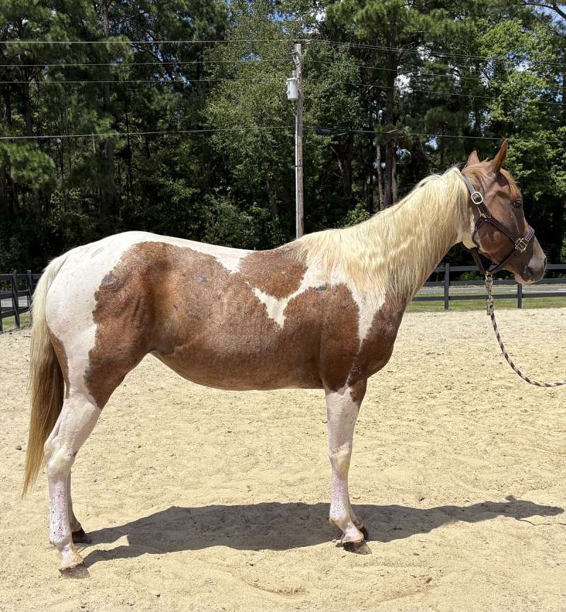 Paint QH Mare