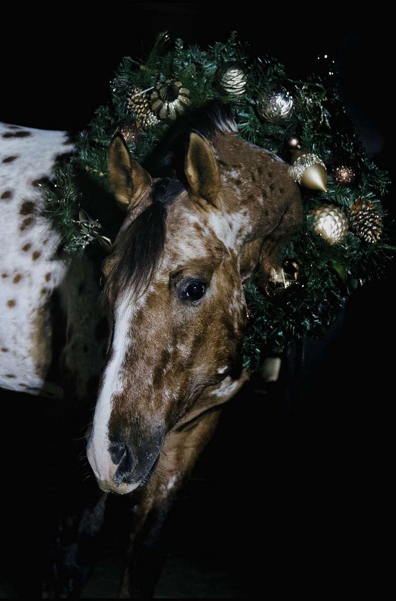 Wesson - One of a Kind 4 Yr Old Spotted Dun APHC Gelding!