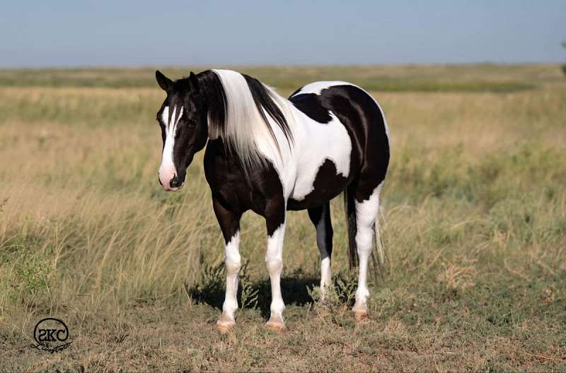 Billy the Kid - Safe, Broke, & Full of Heart 7 yo Paint Pony Gelding!