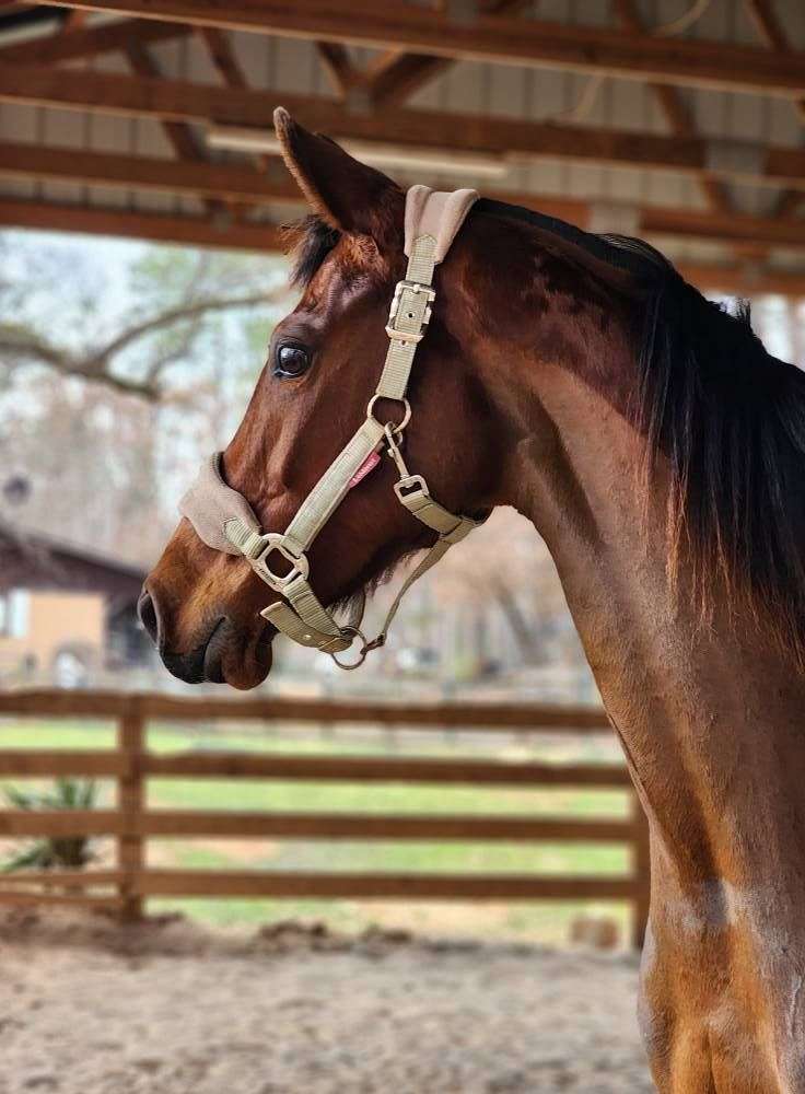 10 Year Old Registered Half Arab