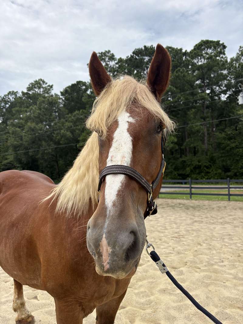 Gentle Belgian Mare