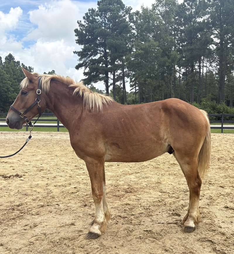 Sweet Haflinger Cross