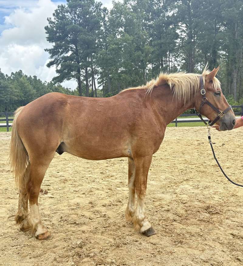 Sweet Haflinger Cross
