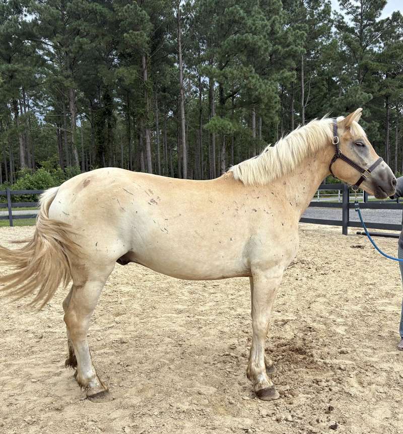 Nice Haflinger Gelding