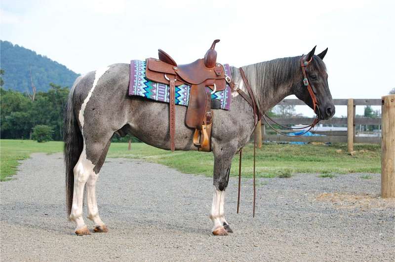 Serendips Sweet Cyrus, 2021 Blue Roan Paint Gelding