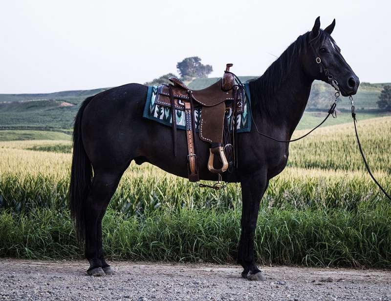 Phenomenal Trail Horse Deluxe 9 Yr Old Black Quarter Horse Gelding!
